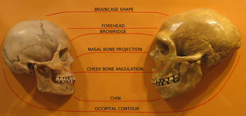 Human Anthropology – Lange's Christian Chronicle